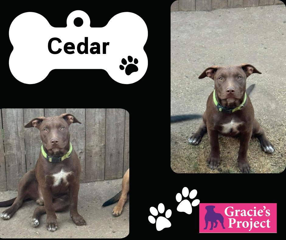 Dog for adoption - Cedar, a Labrador Retriever Mix in Aurora, CO | Petfinder