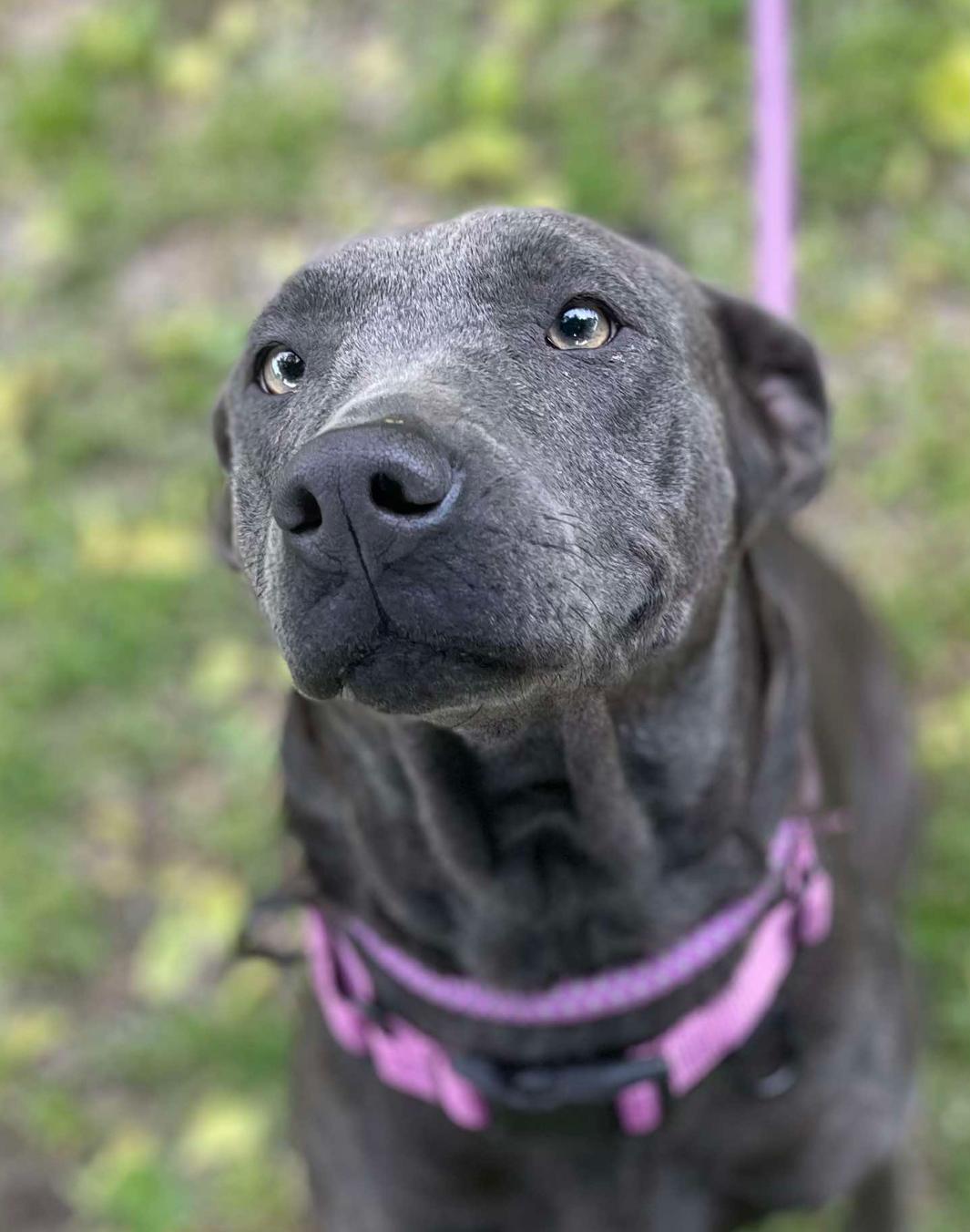 Dog for adoption - Sarah, an American Staffordshire Terrier Mix in ...