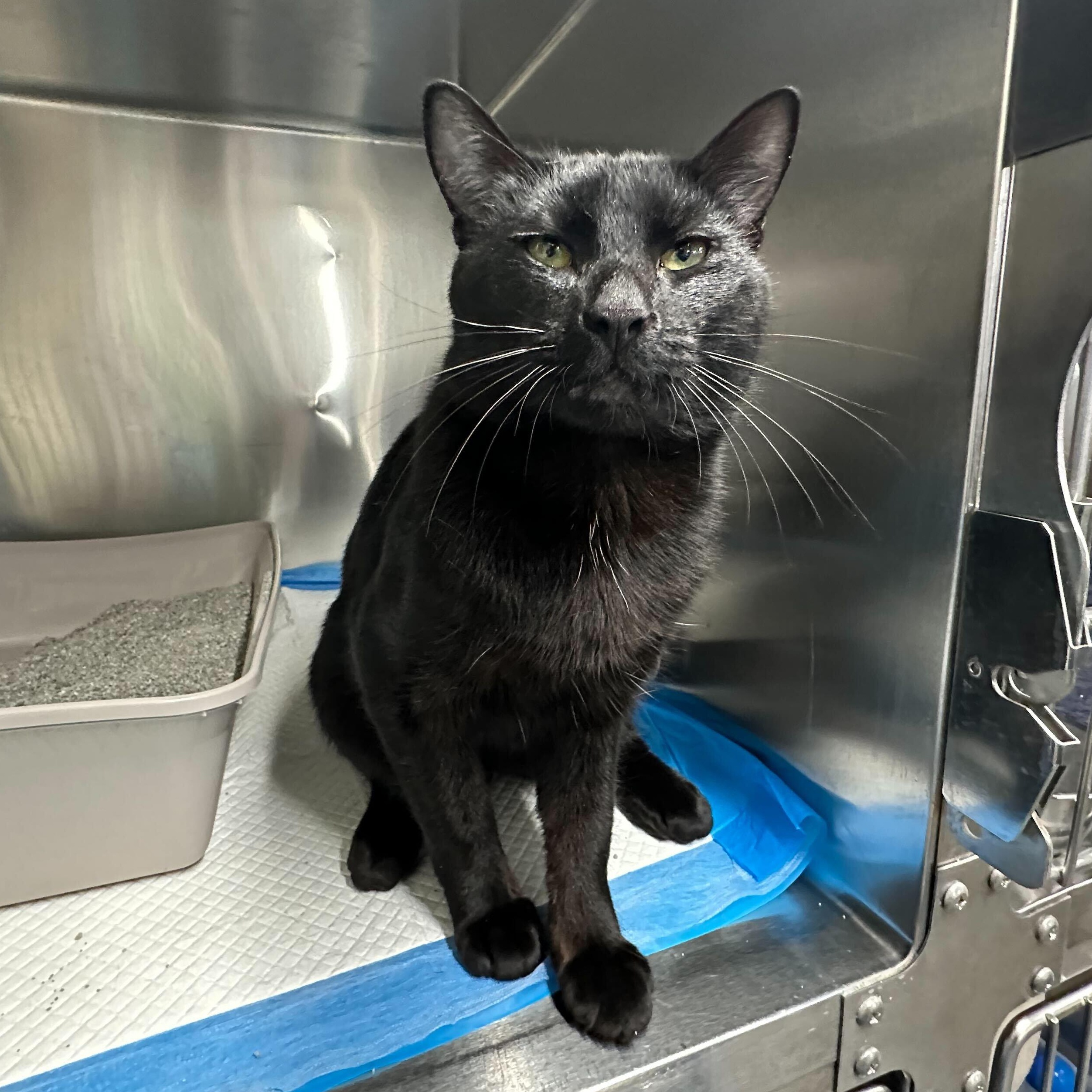 Cat for adoption - Rocher, a Domestic Short Hair in Waltham, MA | Petfinder