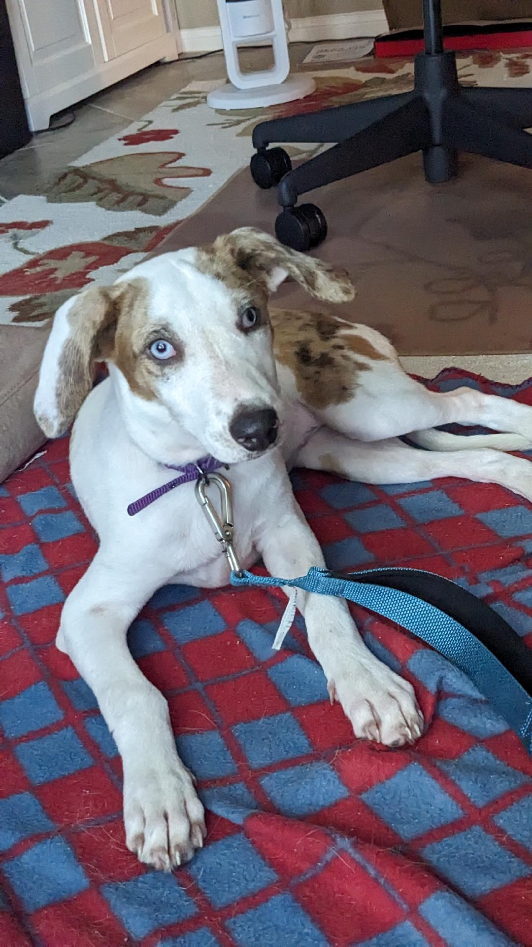 Dog for adoption - Caparina BR13325-T, a Whippet & Catahoula Leopard ...