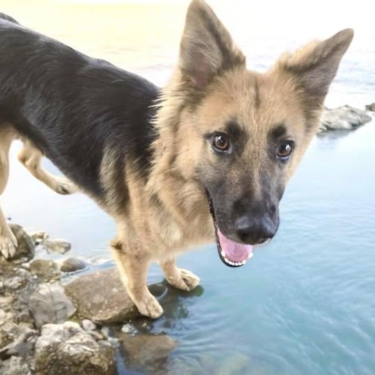 Dog for adoption - Alicia, a German Shepherd Dog in Clive, IA | Petfinder