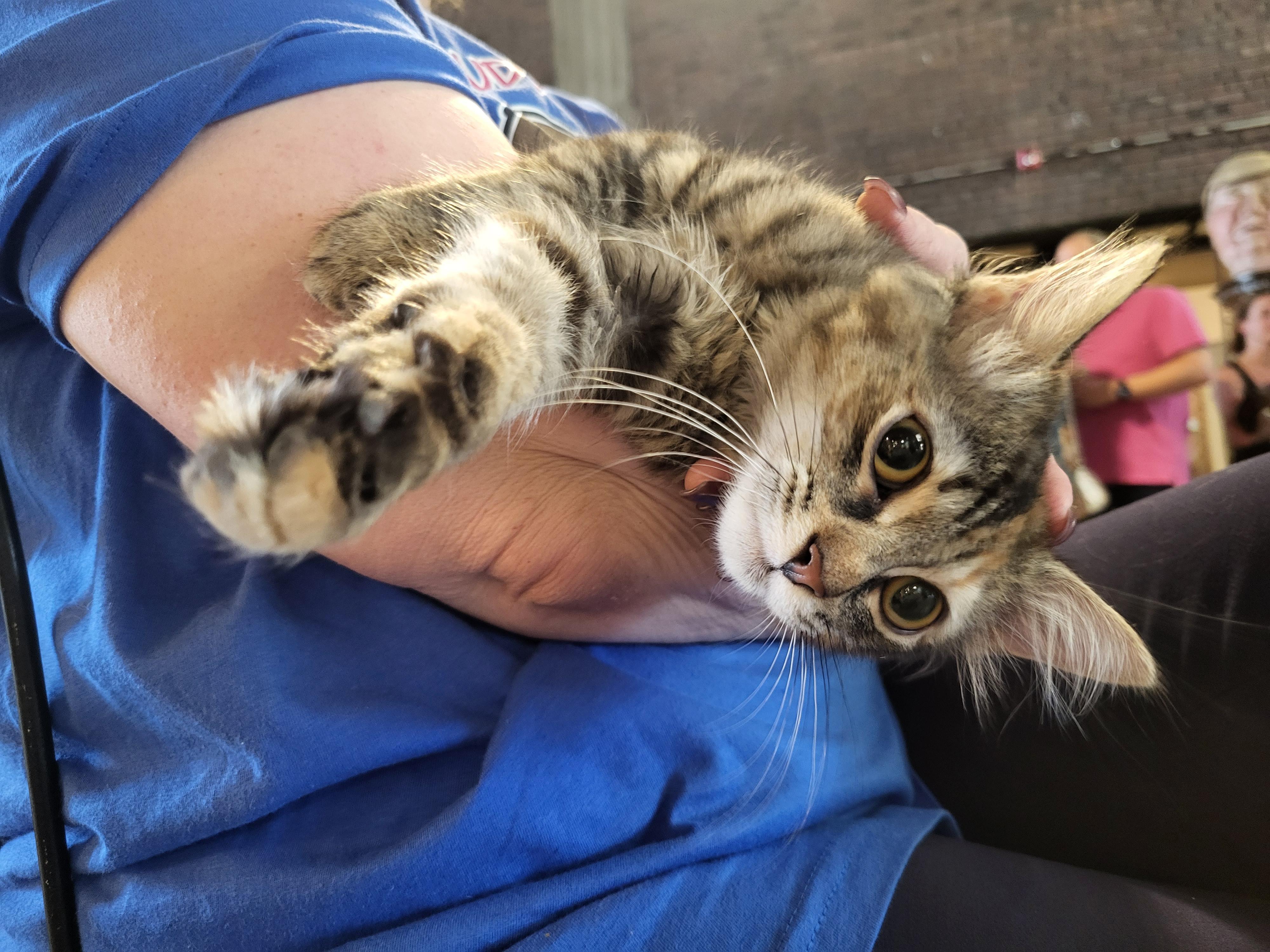 Cat for adoption - Big Mac, a Domestic Long Hair in Indianapolis, IN ...