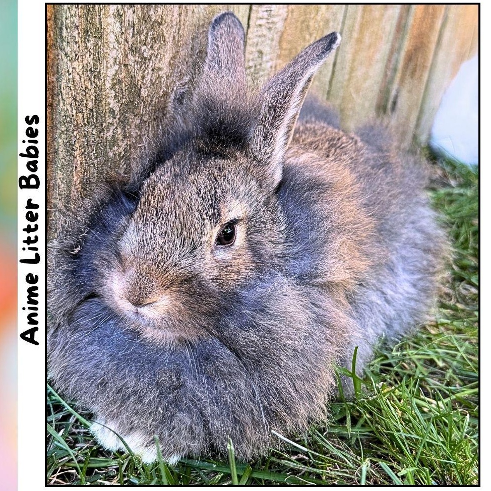 Rabbit for adoption - Pochita *girl, a Lionhead Mix in Harrisburg, OR ...