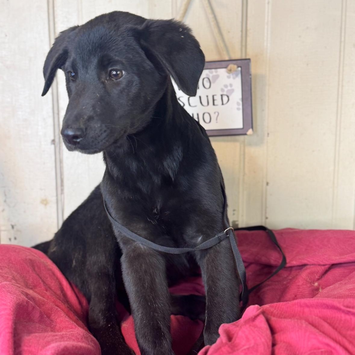 Dog for adoption - Kira, a Black Labrador Retriever Mix in Madison, WI | Petfinder