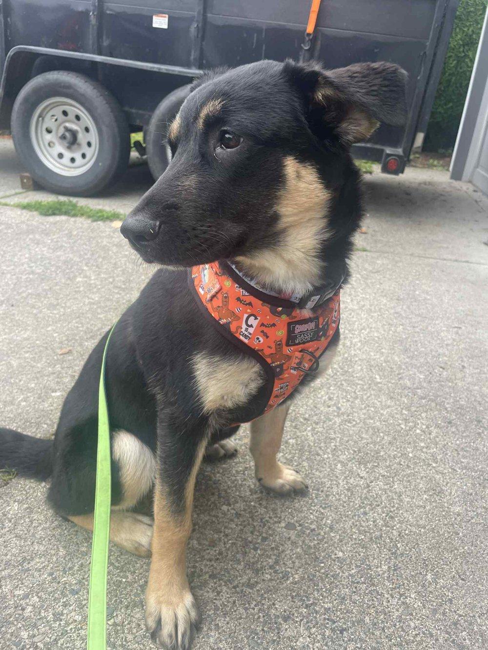 Dog for adoption - Ember, a German Shepherd Dog Mix in Abbotsford, BC ...