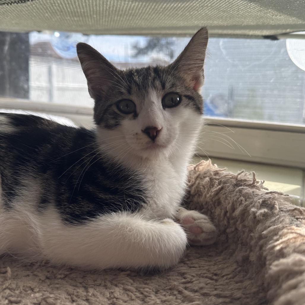 Cat for adoption - Nixon, a Domestic Short Hair in Hollywood, FL ...