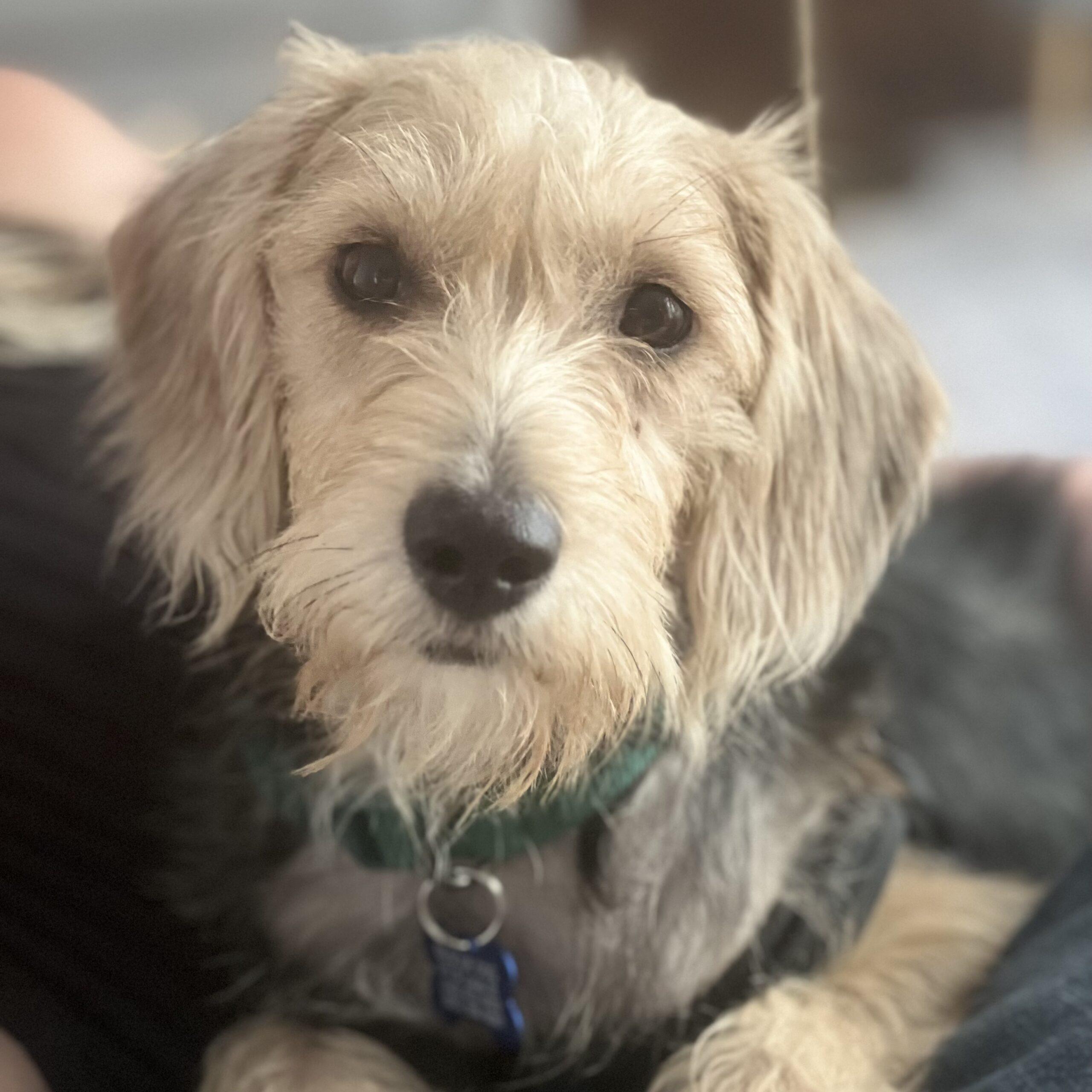 Dog for adoption - Pam Pam, a Terrier Mix in Jamaica Plain, MA | Petfinder