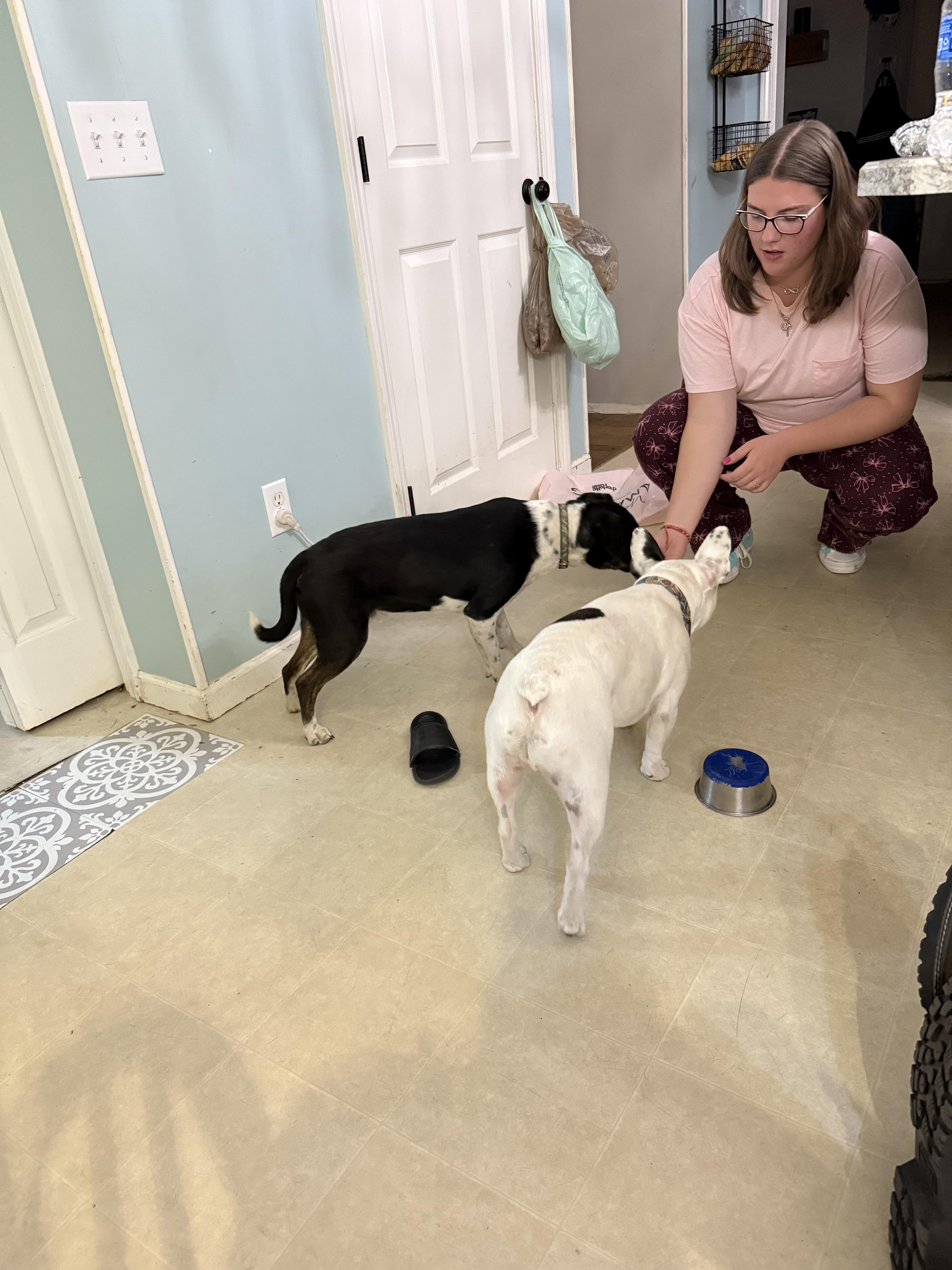 Dog for adoption - Oscar, a Mixed Breed in Fort Wayne, IN | Petfinder