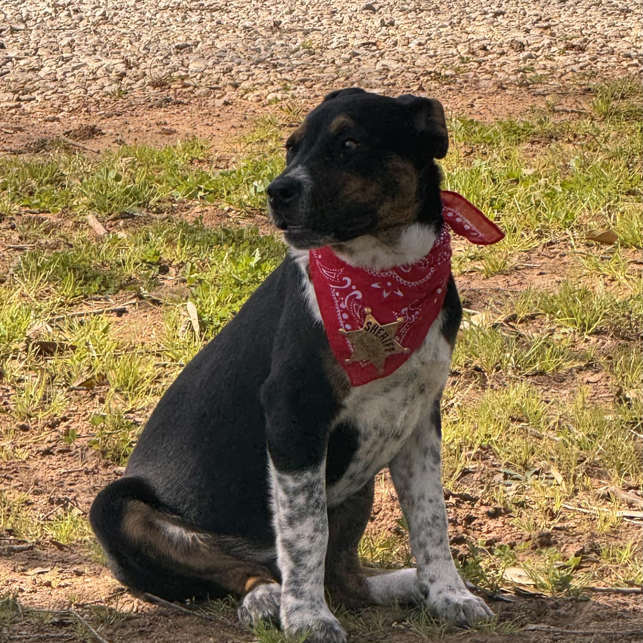 Dog for adoption - JAY JAY (Sweet, Loving, Puppy, Lots of Kisses and ...