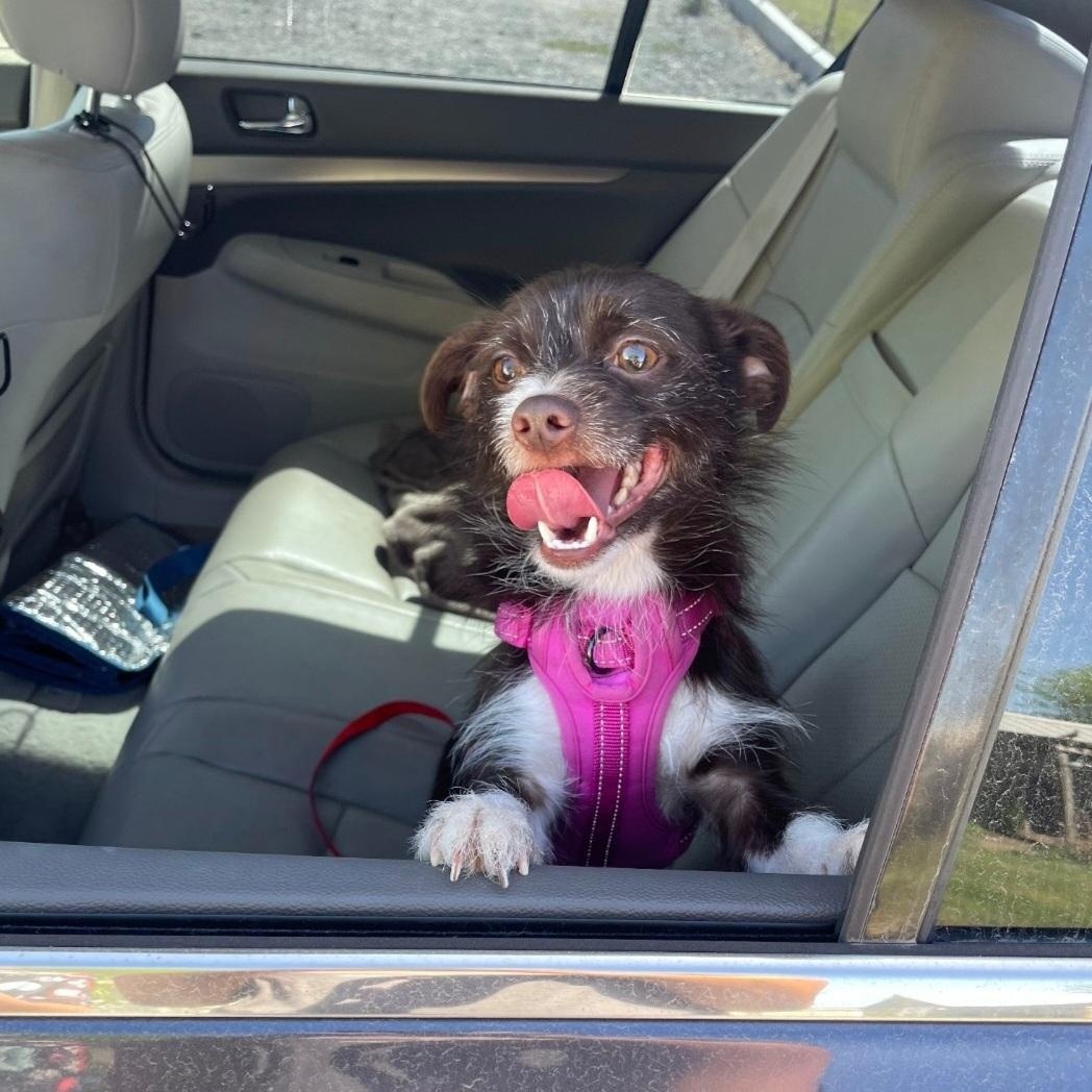 Dog for adoption - Ozzy, a Wirehaired Terrier Mix in Eau Claire, WI ...