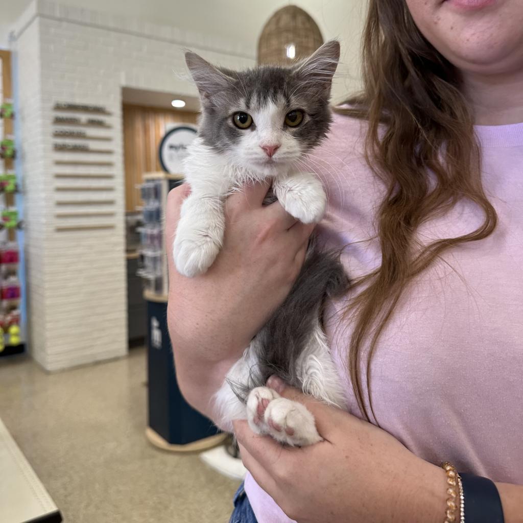 Cat for adoption - Fusilli, a Domestic Medium Hair in Portage, MI ...