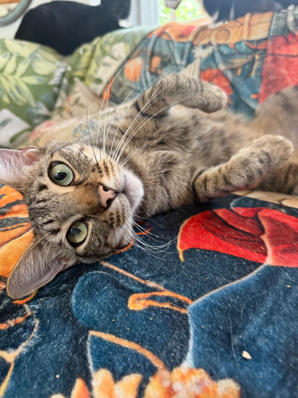 Cat for adoption - Greco, a Domestic Short Hair in Cambridge, MA | Petfinder