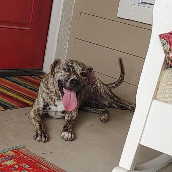 Dog for adoption - Foley, a Catahoula Leopard Dog & Terrier Mix in ...