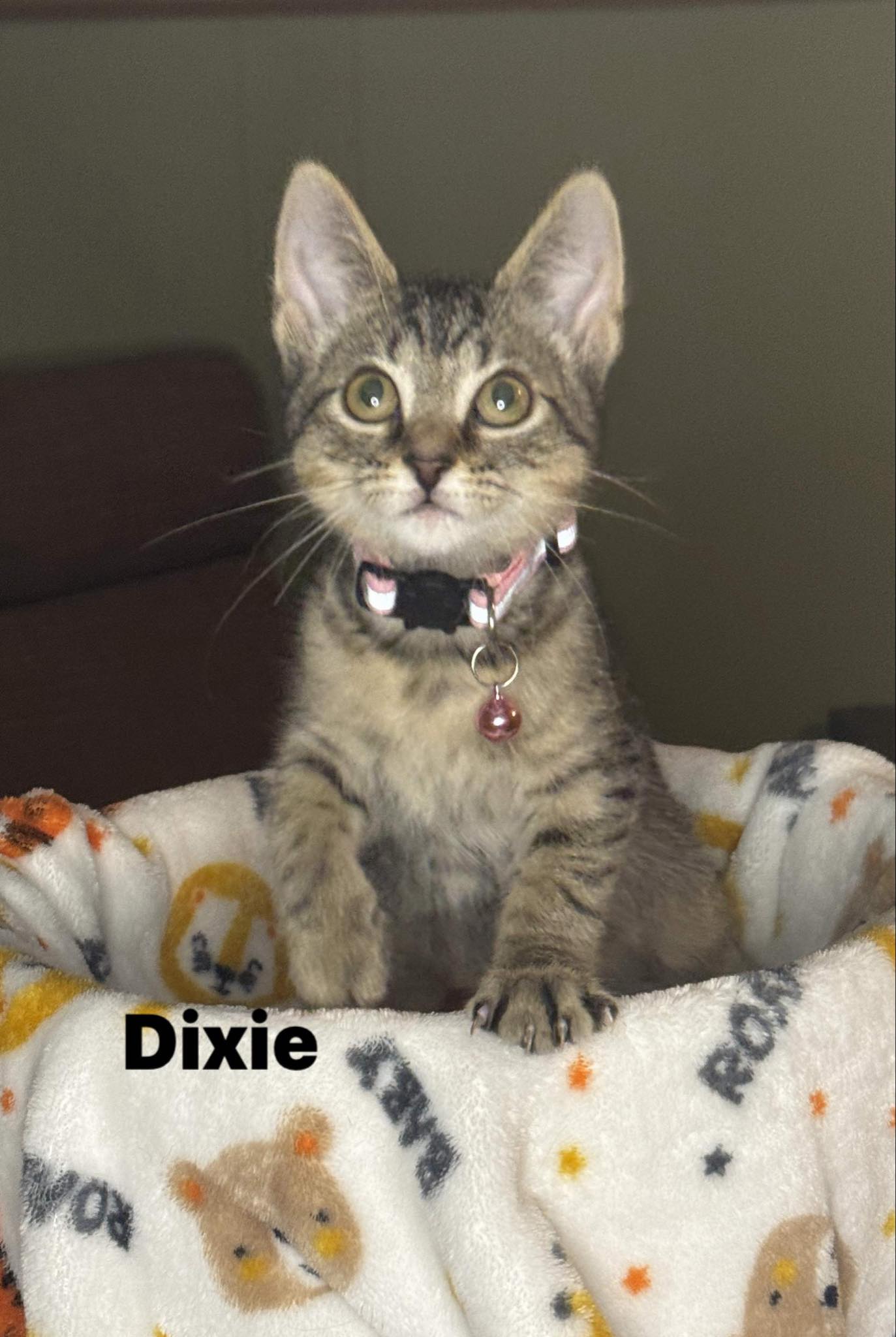 Cat for adoption - Dixie, an American Shorthair in Massillon, OH ...