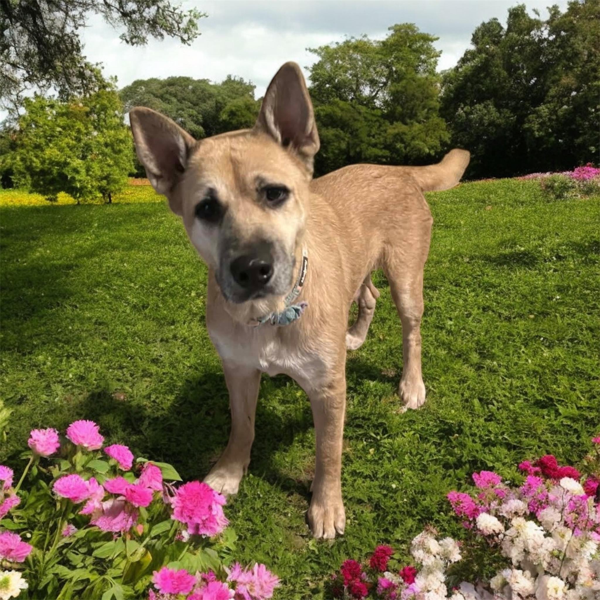 Dog for adoption - SASHA GS, a German Shepherd Dog in Ridgefield, NJ ...