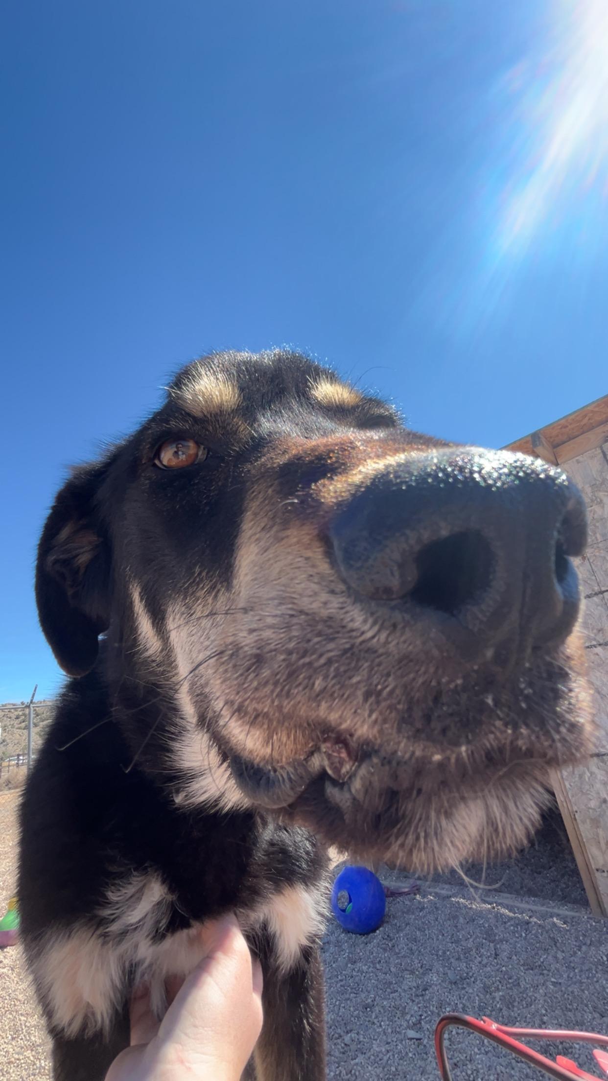 Dog for adoption - Oakley, a German Shepherd Dog Mix in Cedar City, UT ...