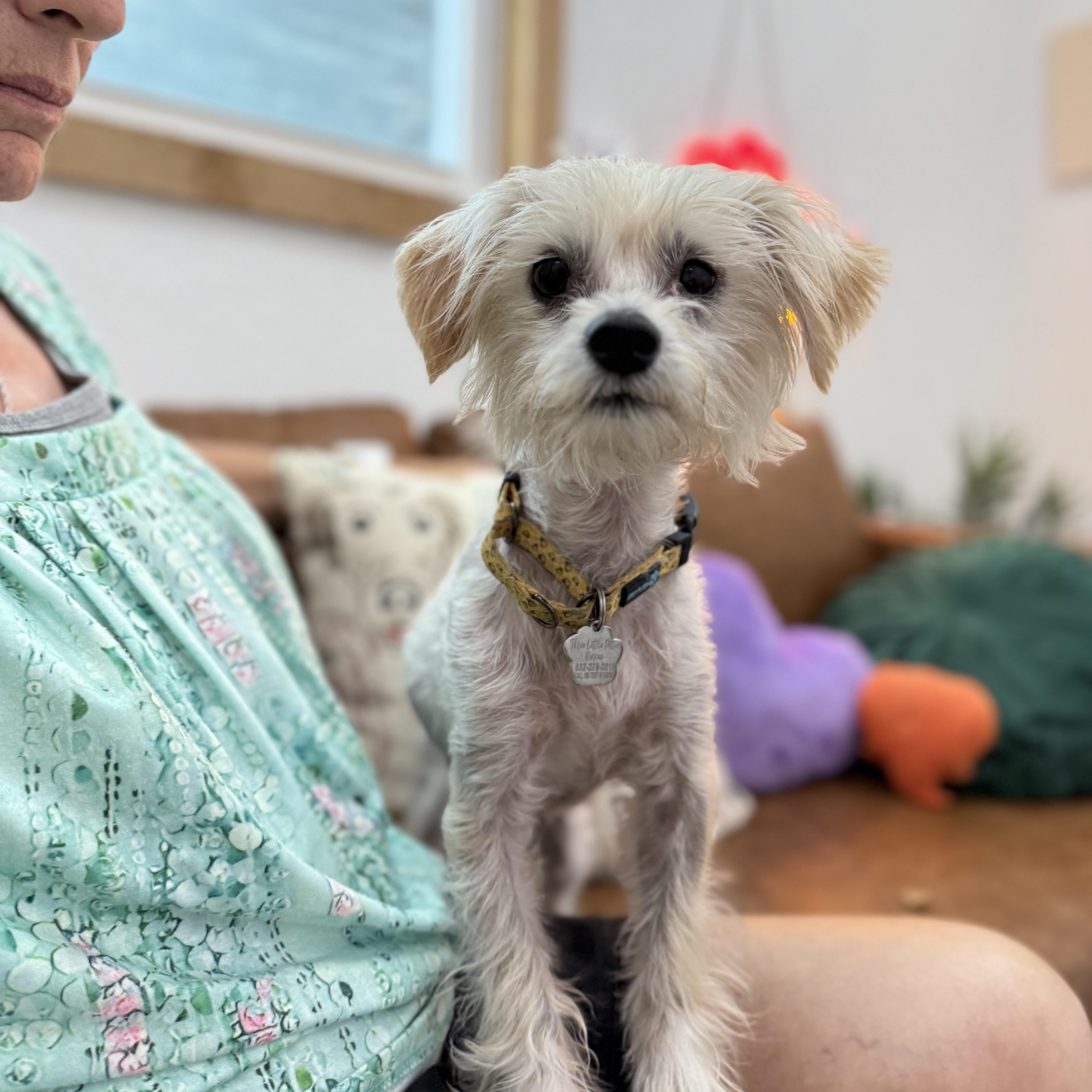 Dog for adoption - Shaggy Leslie, a Shih Tzu & Yorkshire Terrier Mix in ...