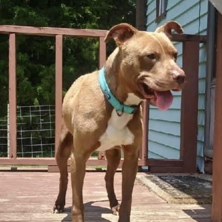 Dog for adoption - Kooper, a Pit Bull Terrier & American Staffordshire ...