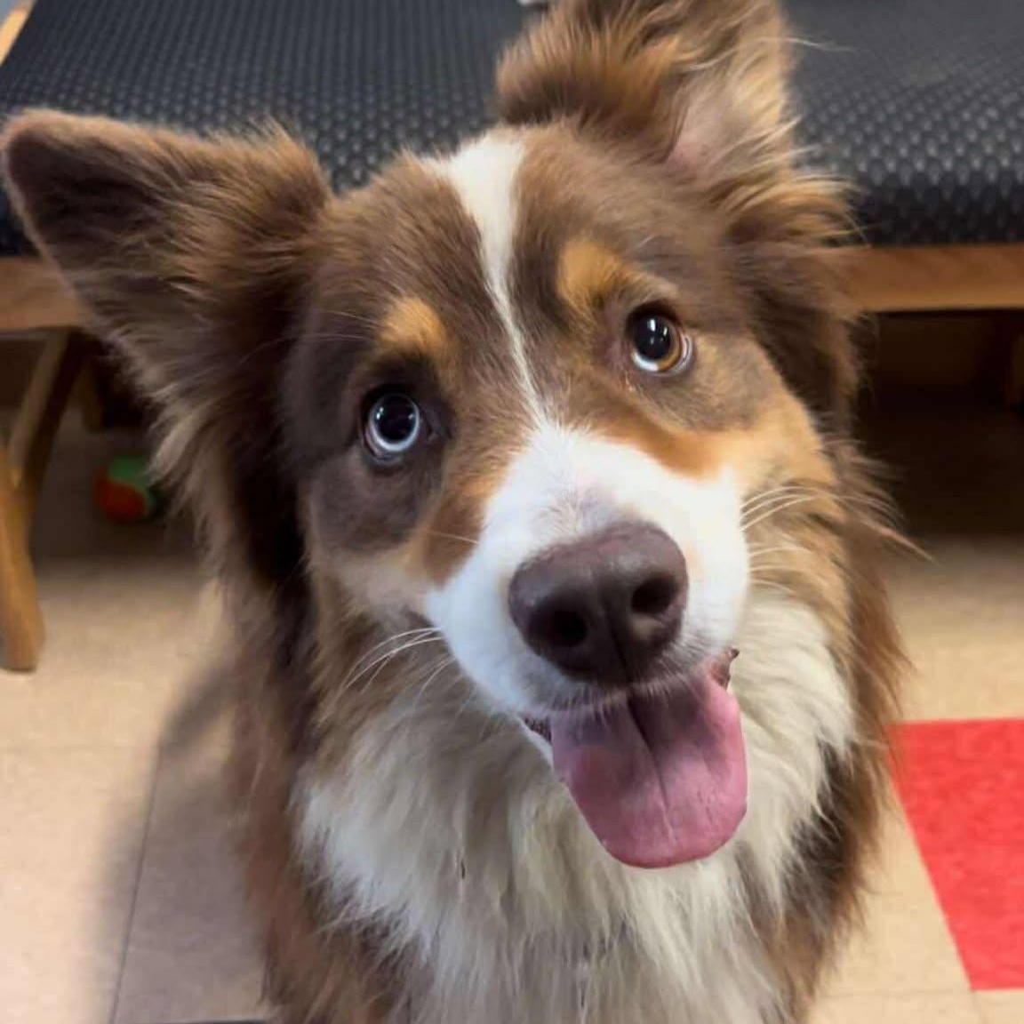 Dog for adoption - Tuscan, an Australian Shepherd in Valparaiso, IN ...