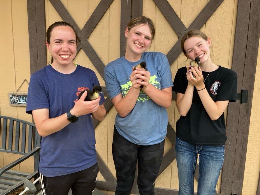 Duck for adoption - 3 Ducklings, a Duck in Ravenna, OH | Petfinder