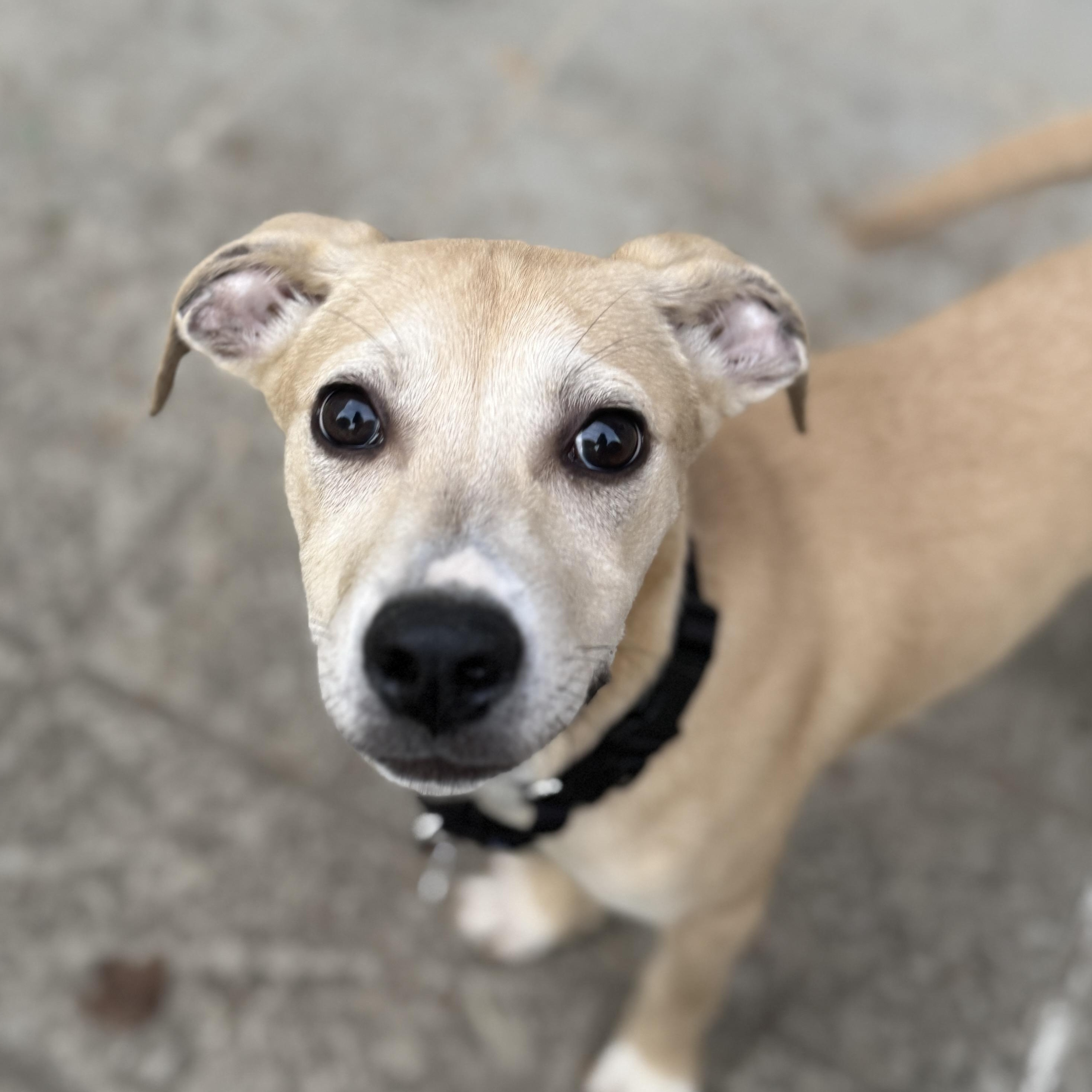 Dog for adoption - Quinlan, a Labrador Retriever Mix in Columbia, MD ...