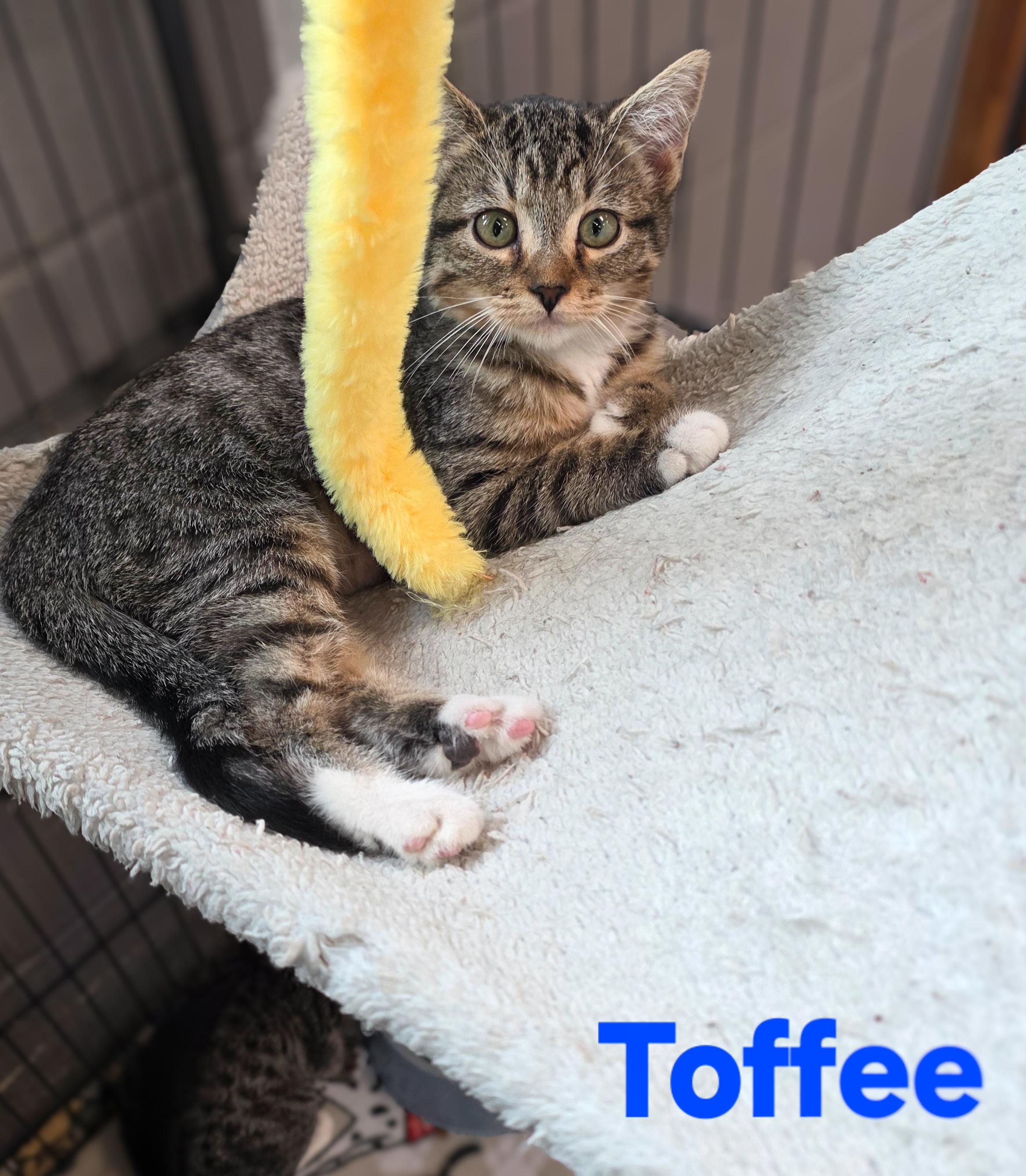 Cat for adoption - Toffee, a Domestic Short Hair in Gainesville, TX ...
