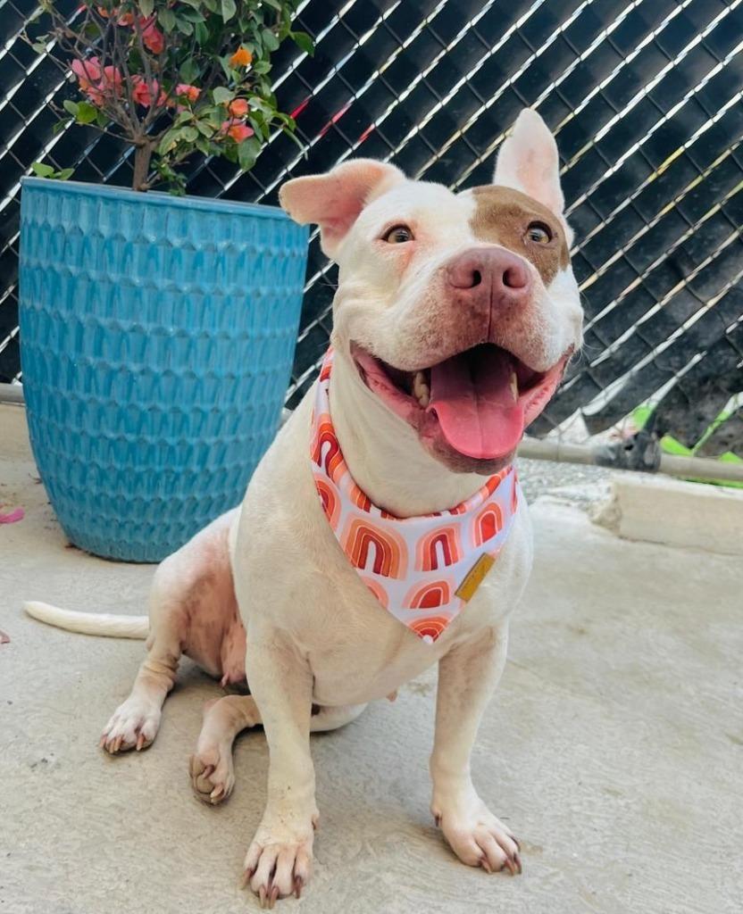 Dog for adoption - Jasmine, a Pit Bull Terrier in Sidney, BC | Petfinder