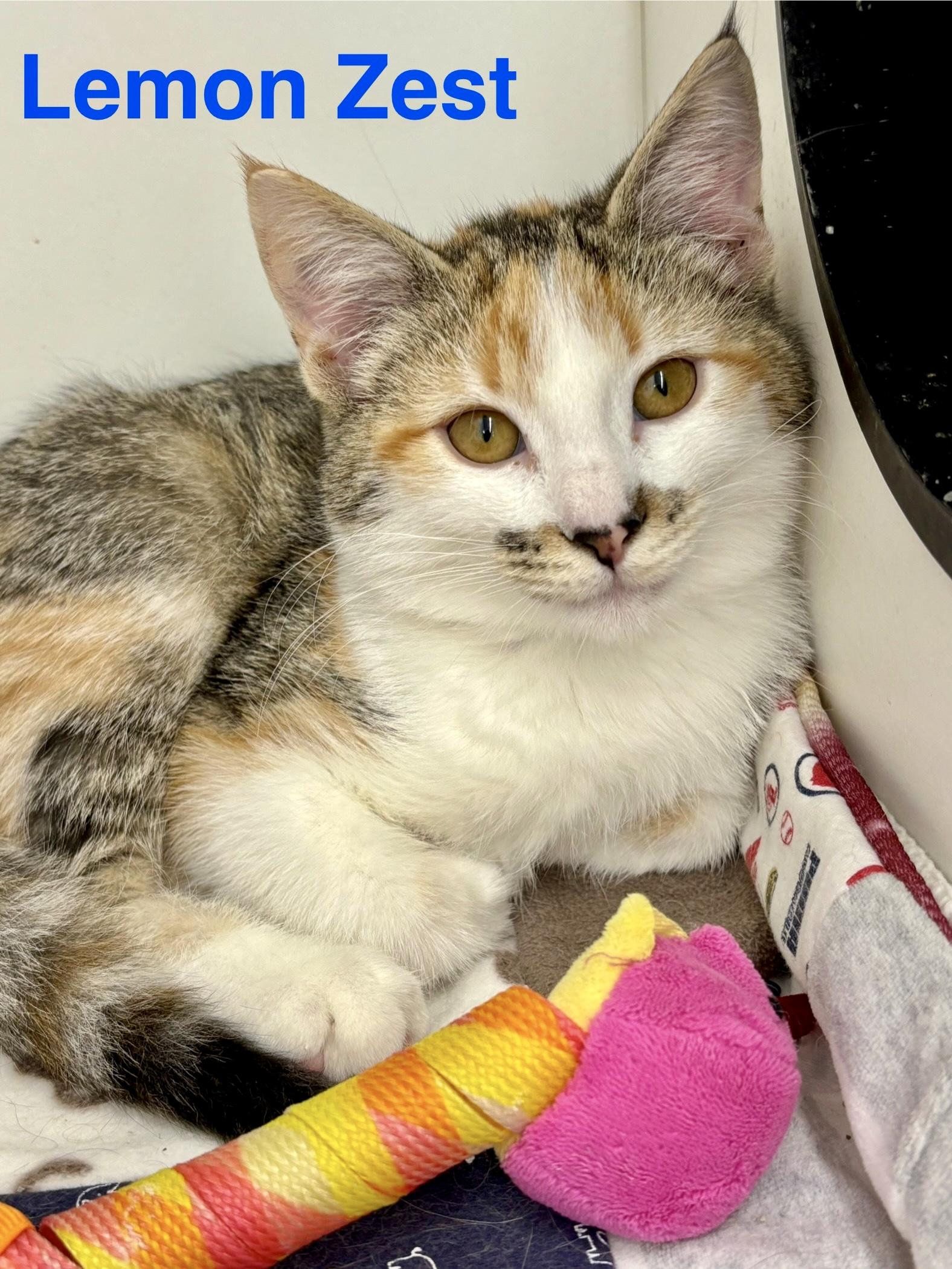 Cat for adoption - Lemon zest, a Domestic Short Hair in Wadsworth, OH ...