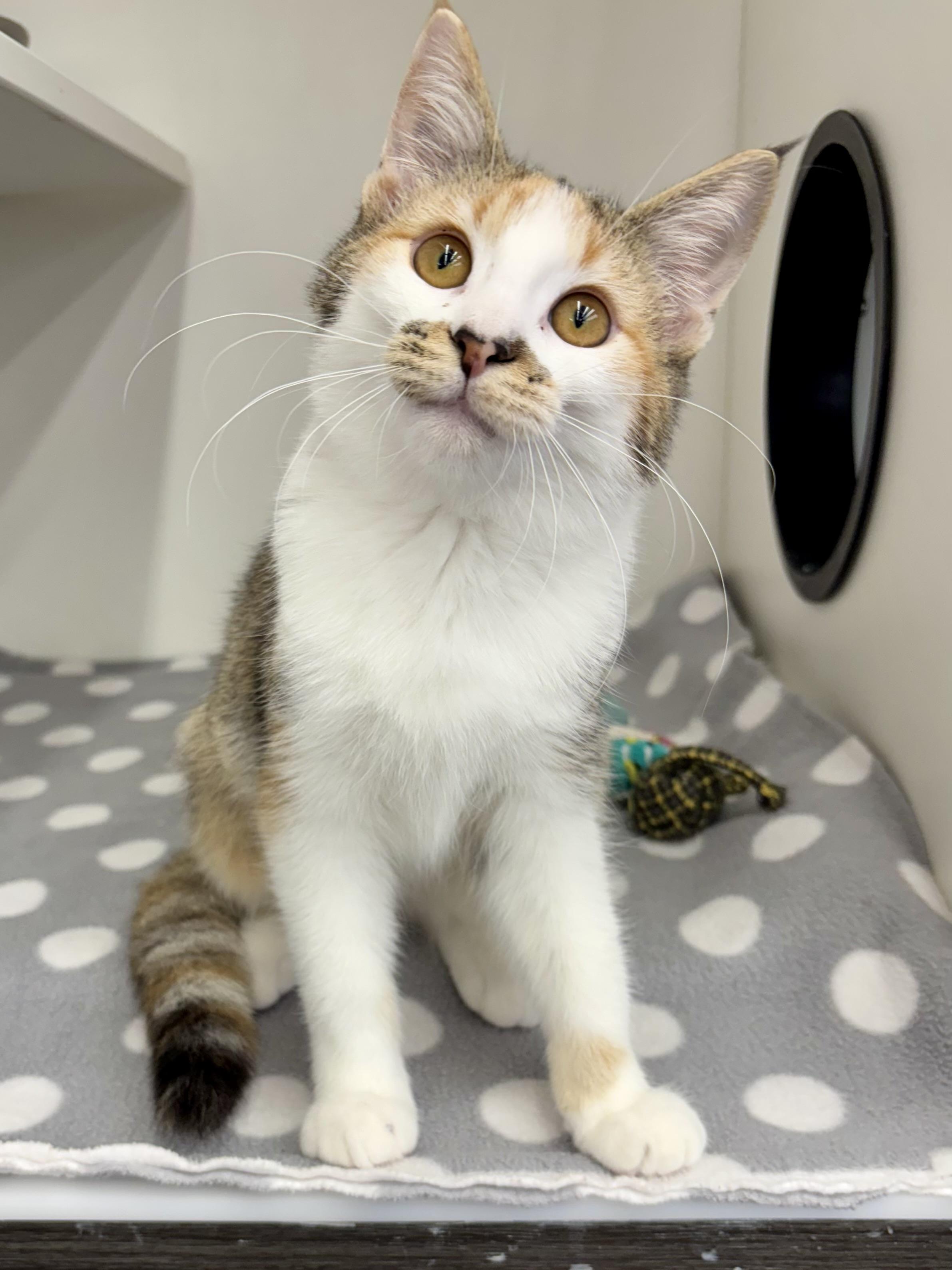 Cat for adoption - Lemon zest, a Domestic Short Hair in Wadsworth, OH ...