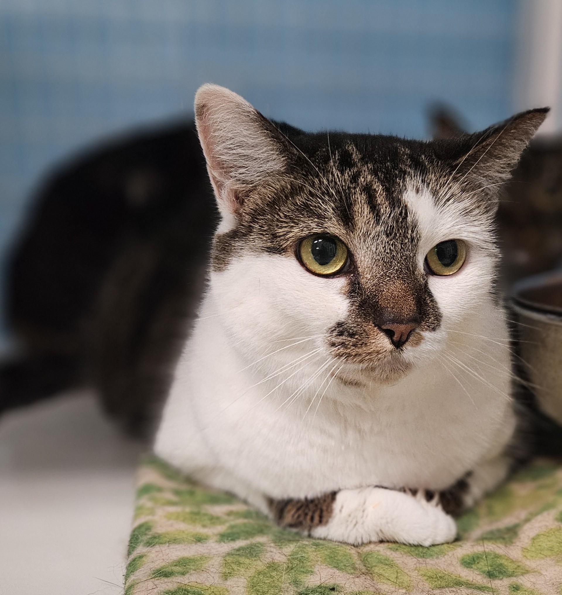 Cat for adoption - Keester (M) and Pangea (F), a Domestic Short Hair in ...
