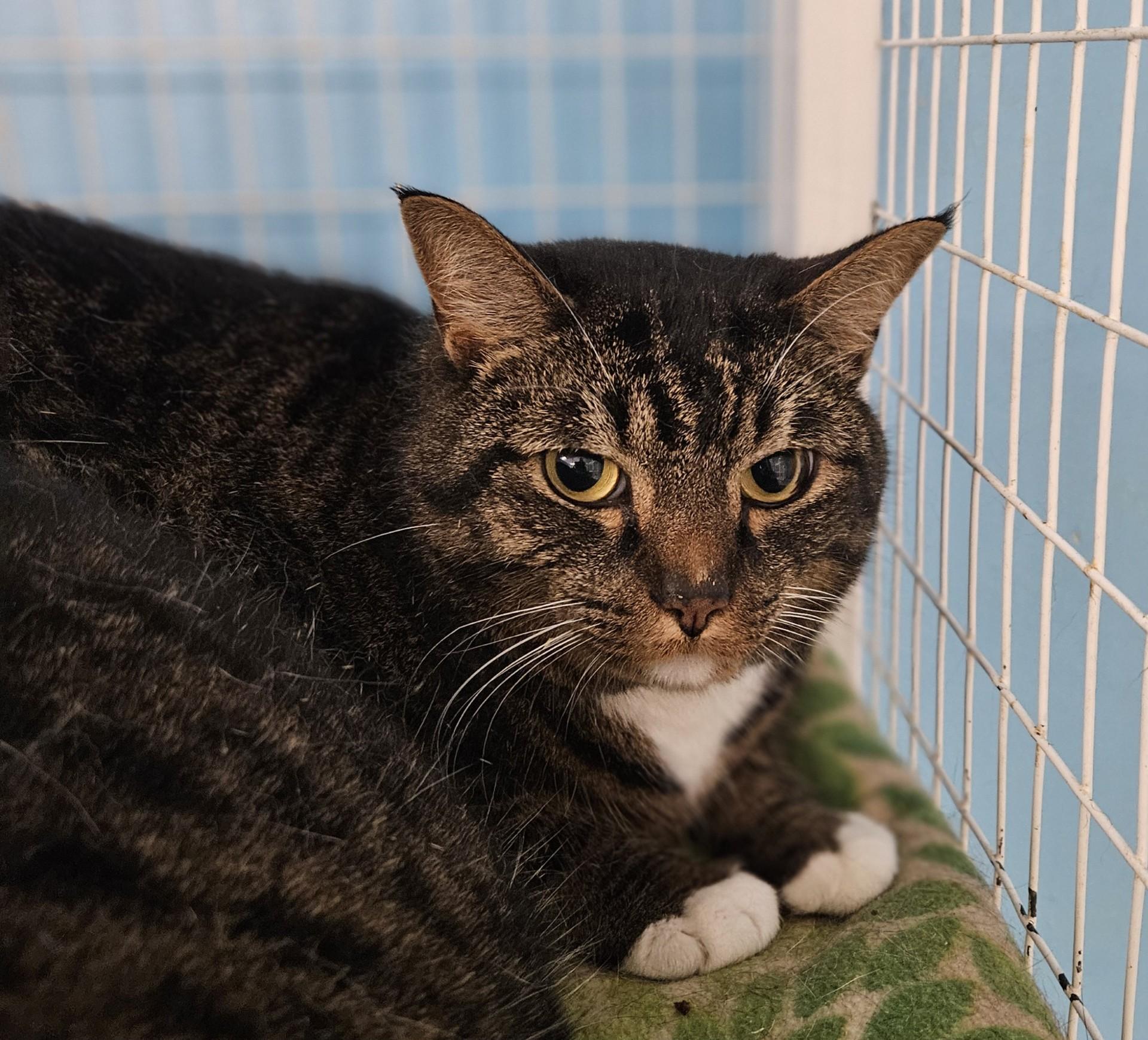 Cat for adoption - Keester (M) and Pangea (F), a Domestic Short Hair in ...