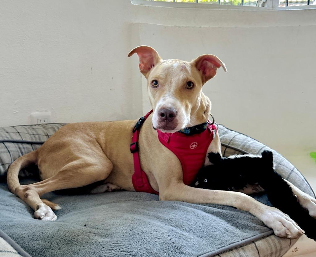 Dog for adoption - Warrior, a Labrador Retriever in Denver, CO | Petfinder