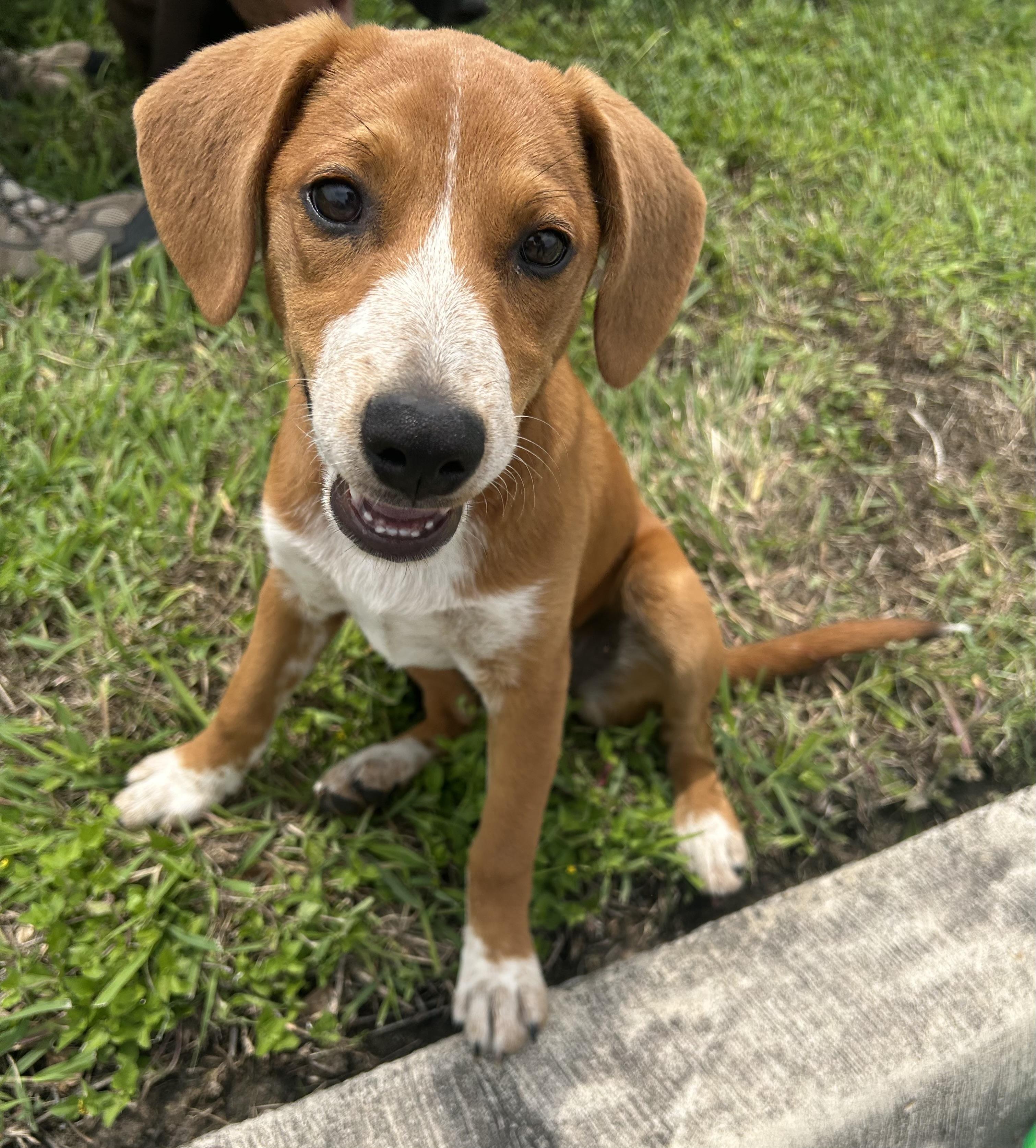Dog for adoption - Odette, a Beagle Mix in Blaine, WA | Petfinder