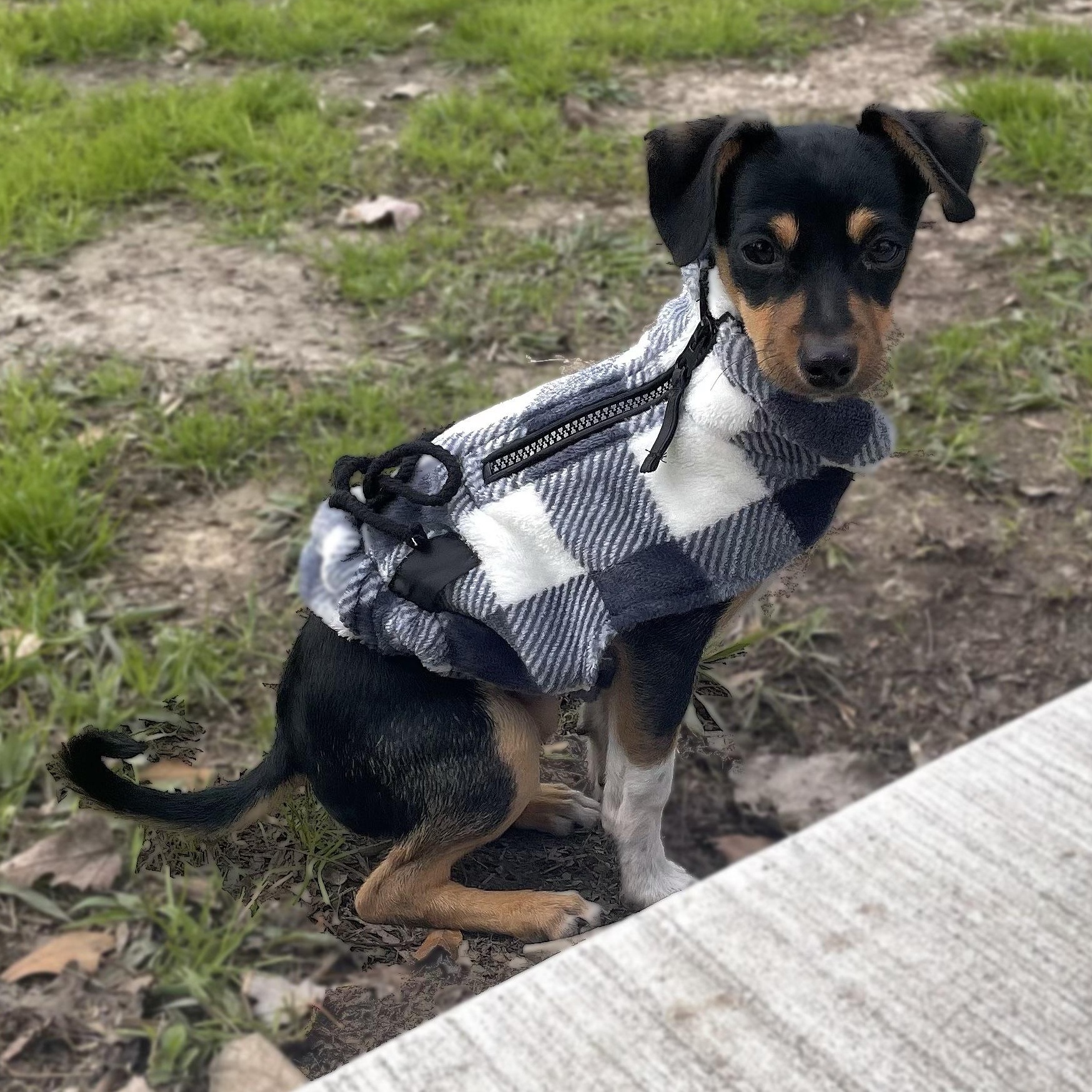 Dog for adoption - Taz, a Chihuahua Mix in Raleigh, NC | Petfinder