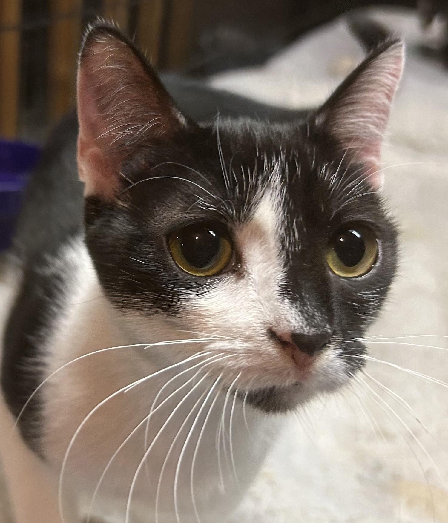 Available Cats and Kittens - Johnston County Animal Protection League ...