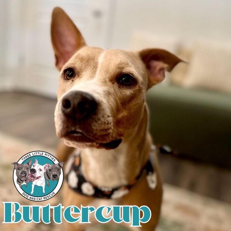 Dog for adoption - Princess Buttercup Kid Friendly Family Girl, a Pit Bull Terrier & Labrador ...