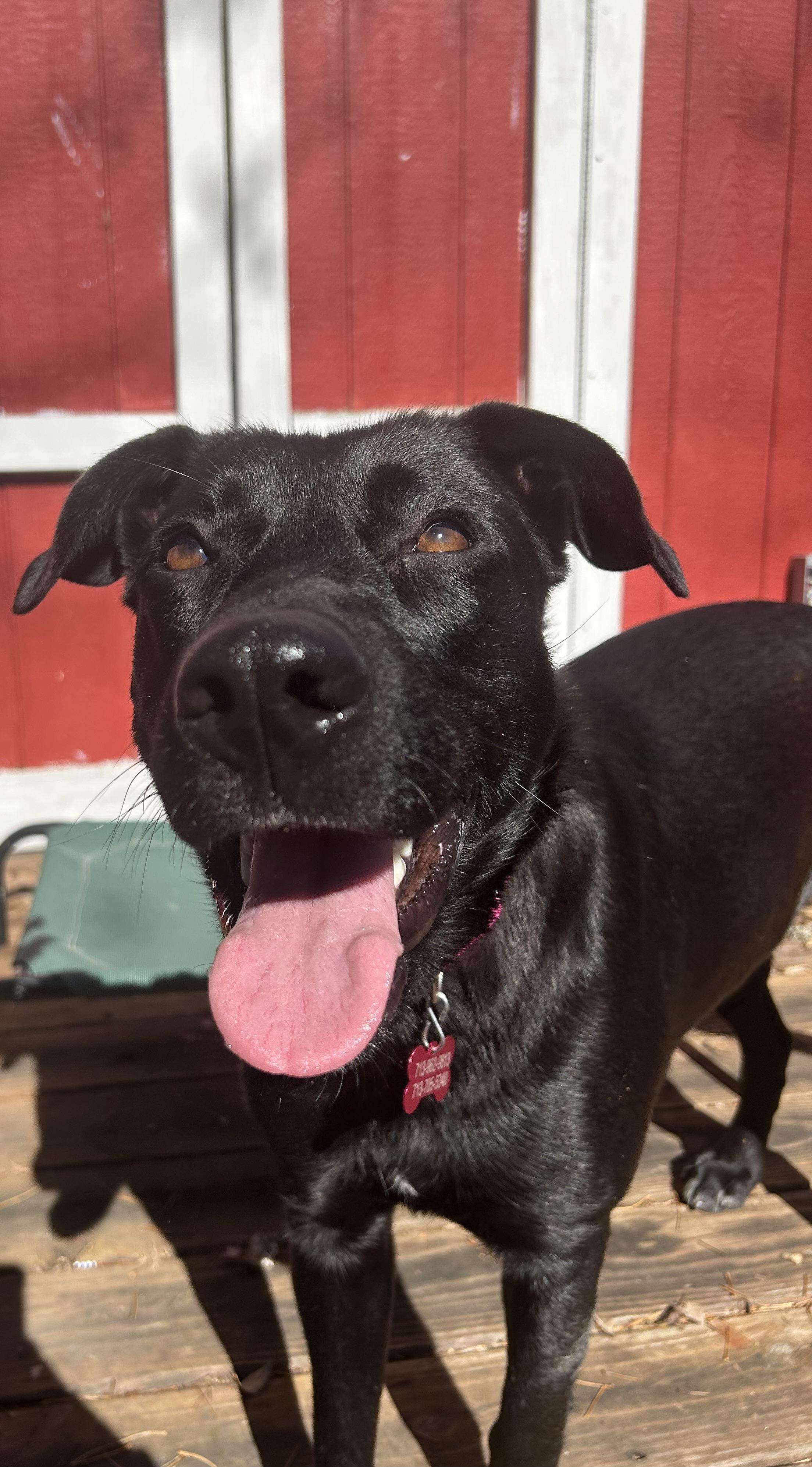 Dog for adoption - Blair, a Black Labrador Retriever Mix in Providence ...