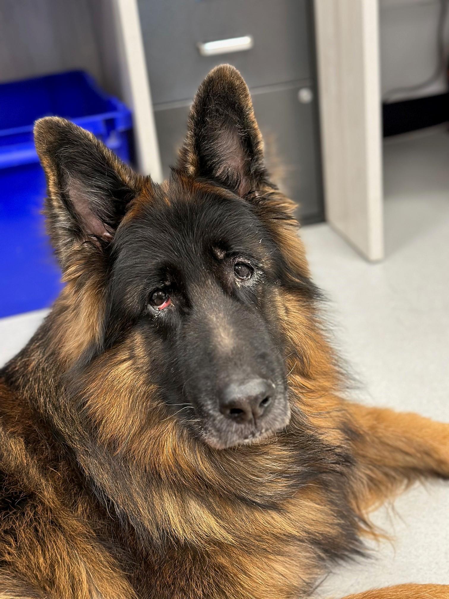 Dog for adoption - Axel - foster-to-adopt, a German Shepherd Dog in New ...