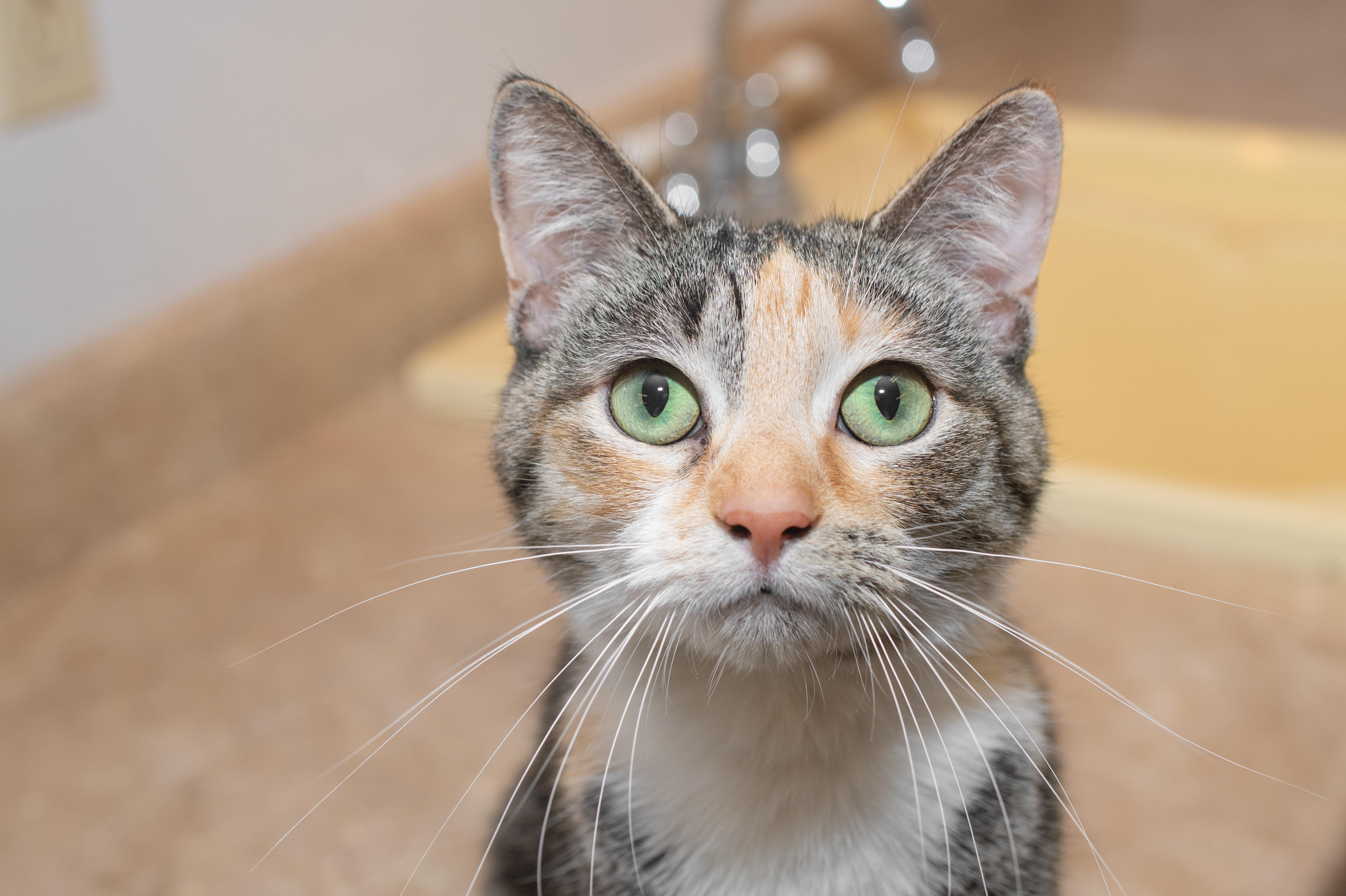 Cat for adoption - Mischief, a Calico & Tabby Mix in Indiana, PA ...