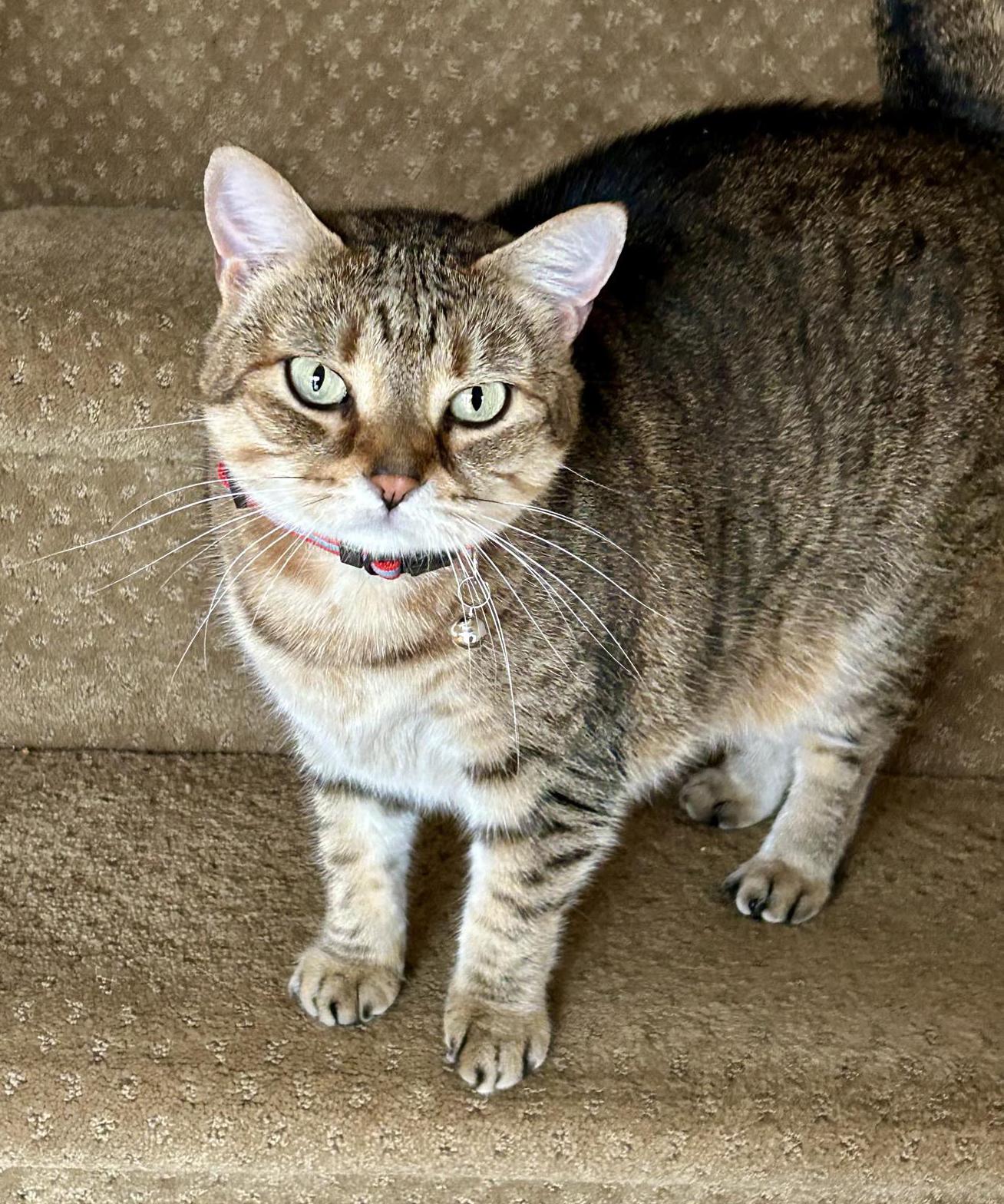 Cat for adoption - Precious and Bitsy - SWEETHEART BONDED SISTER who ...