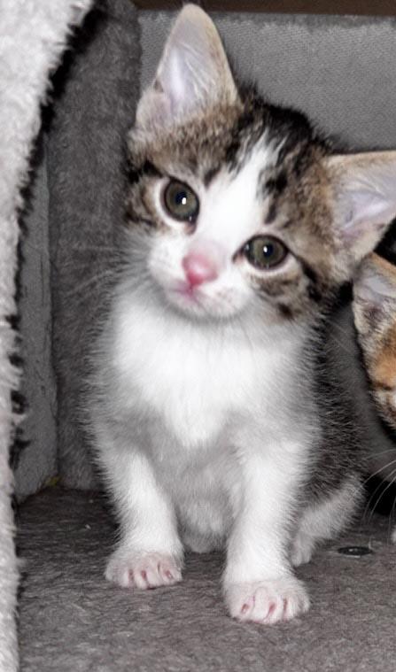 Cat for adoption - Beans, a Domestic Short Hair in South Elgin, IL ...