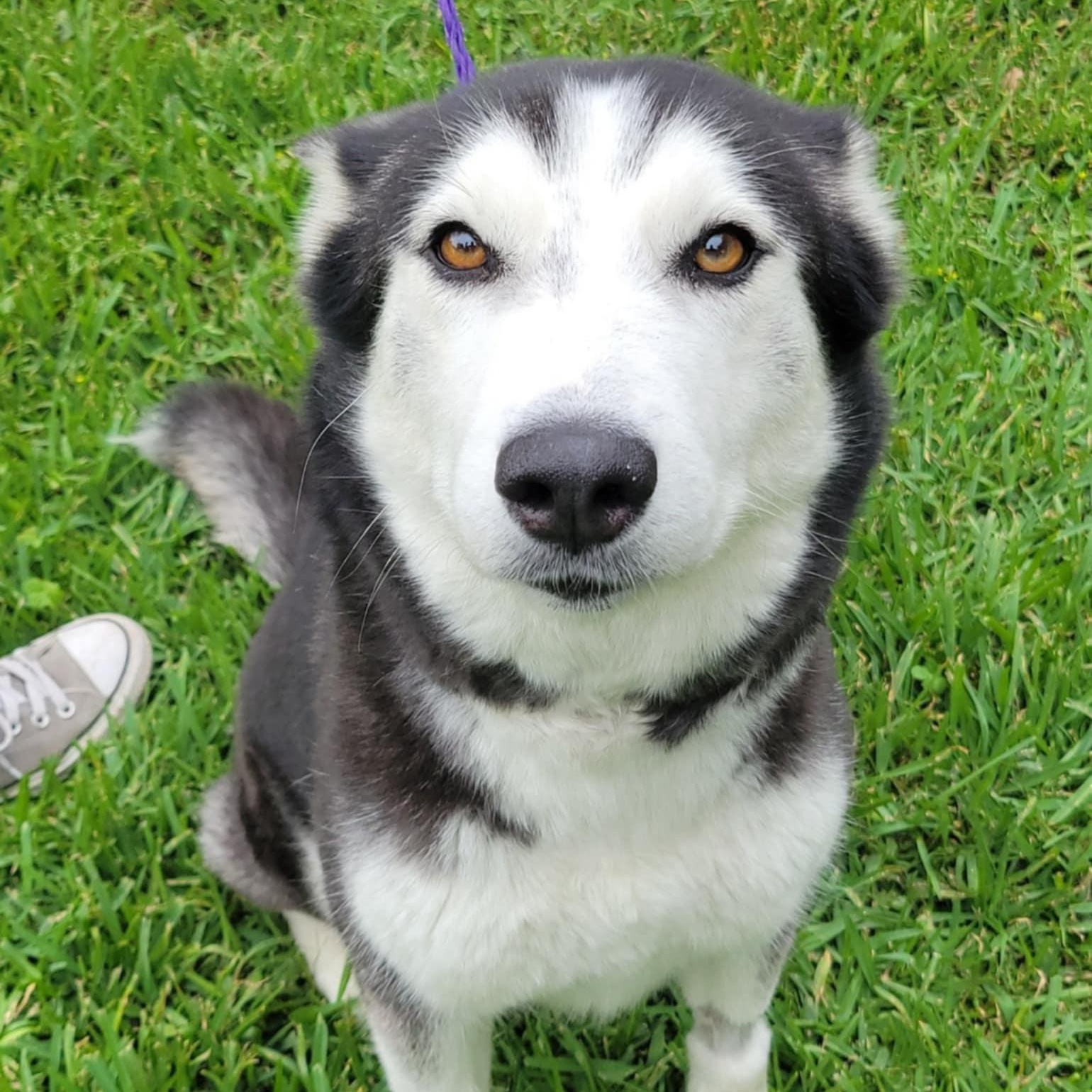 Dog for adoption - Carmen, a Husky Mix in Allentown, PA | Petfinder