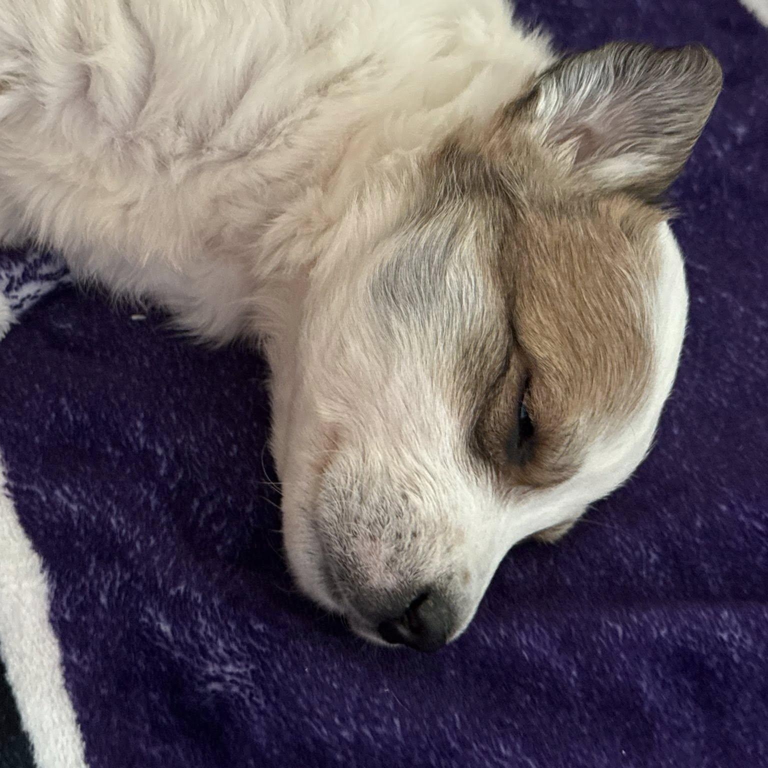 Jesse - Adoptable Pet | Petfinder | Petfinder