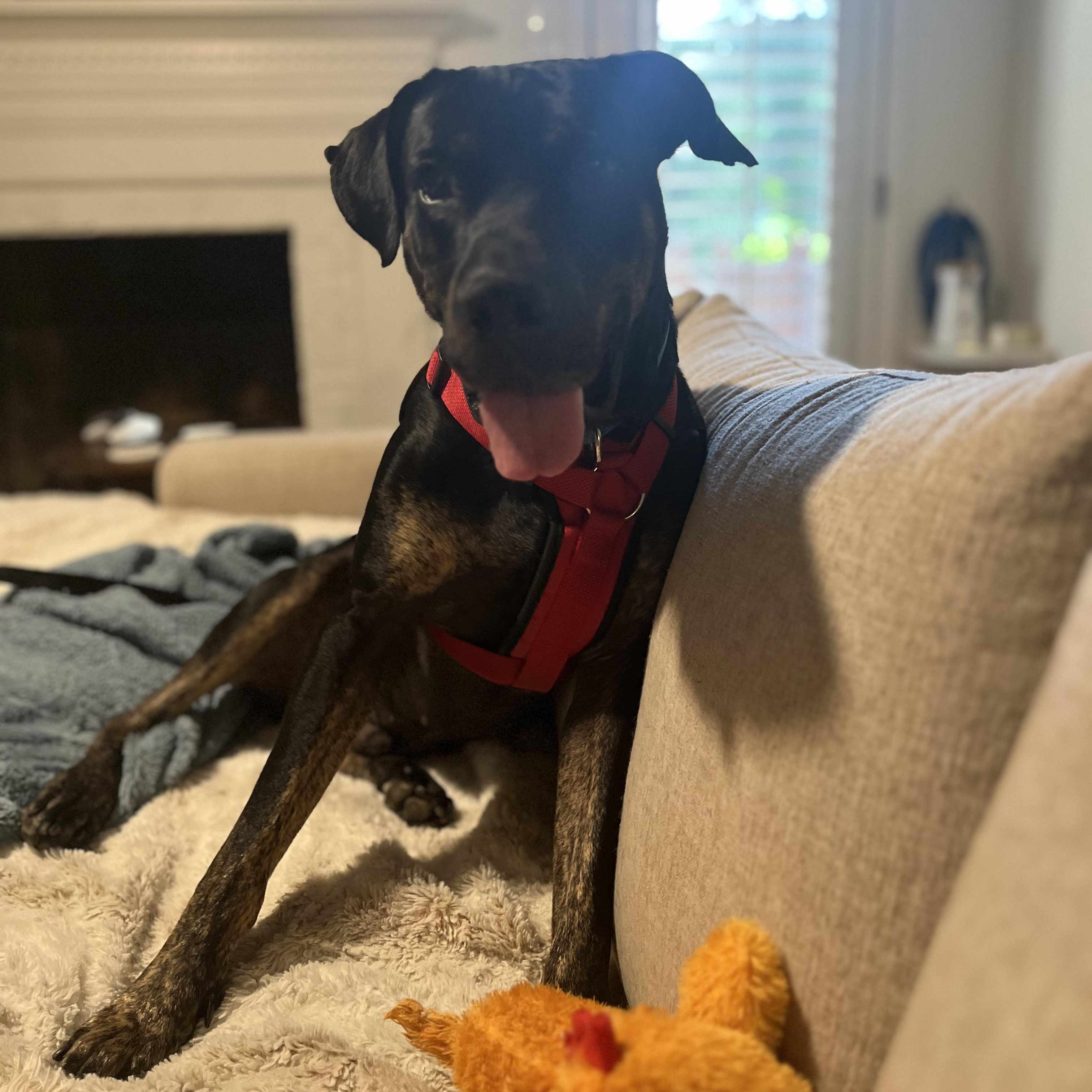 Dog for adoption - Percy, a Great Dane & Hound Mix in Rock Hill, SC ...