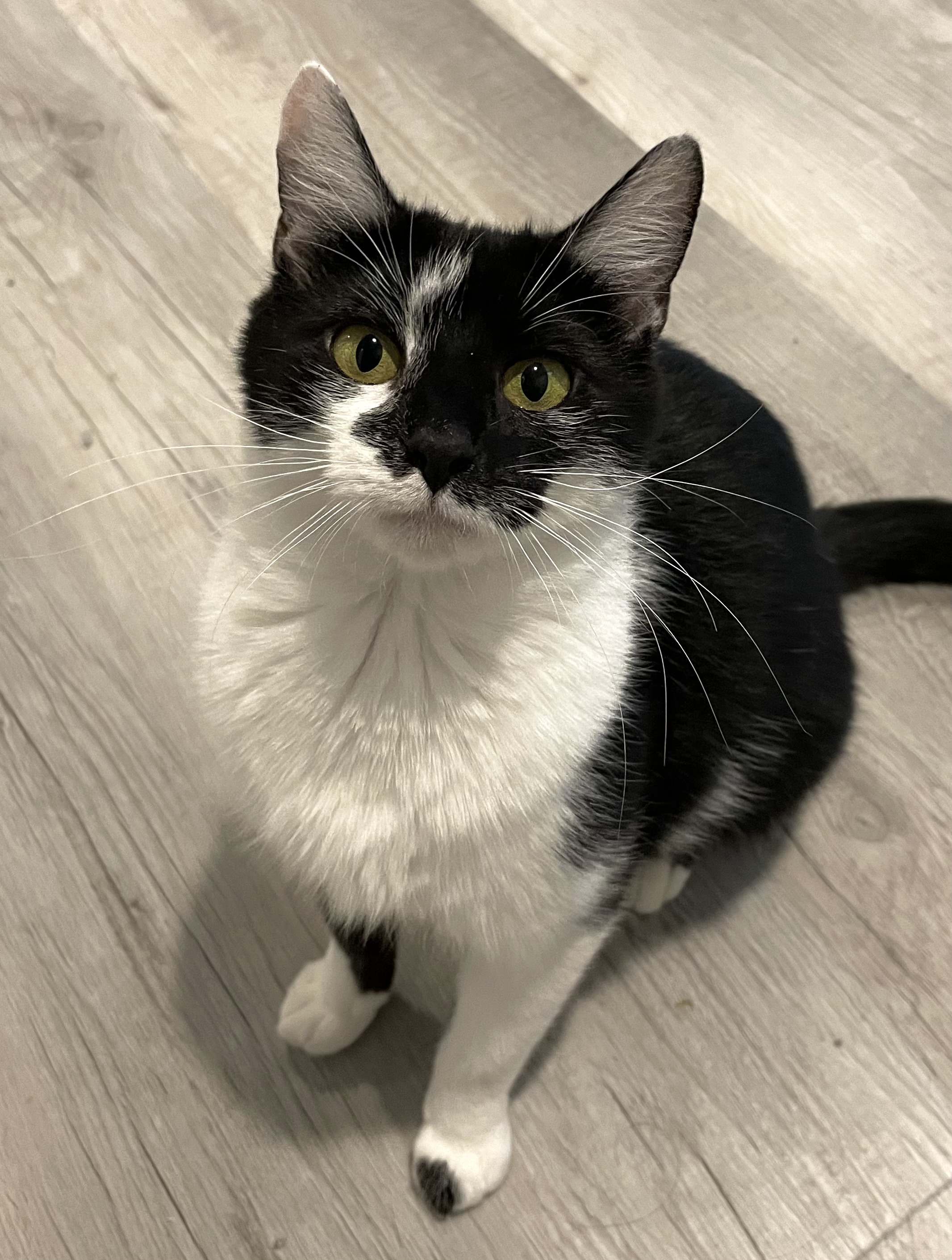 Hart Animal Rescue - Available Animals