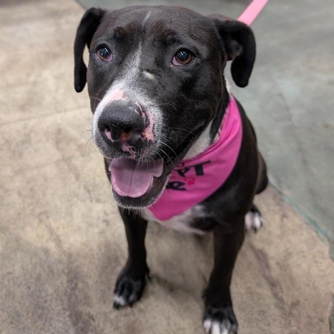 Dog for adoption - Comfy, an American Staffordshire Terrier Mix in ...