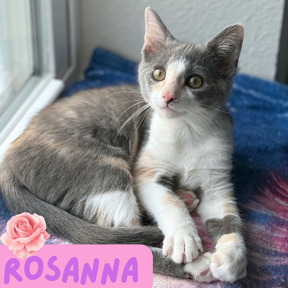 Cat for adoption - Rosanna *Dilute Calico*, a Calico & Domestic Short ...