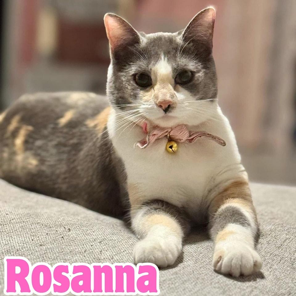 Cat for adoption - Rosanna *Dilute Calico*, a Calico & Domestic Short ...