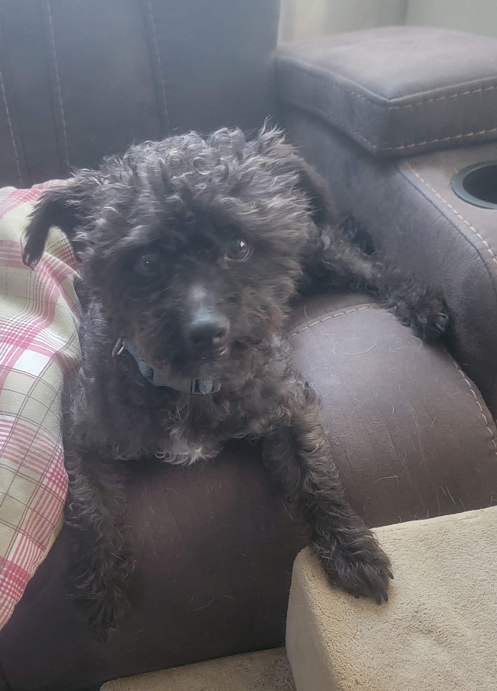 Dog For Adoption Winston A Miniature Poodle In Van Alstyne TX dog-for-adoption-winston-a-miniature-poodle-in-van-alstyne-tx