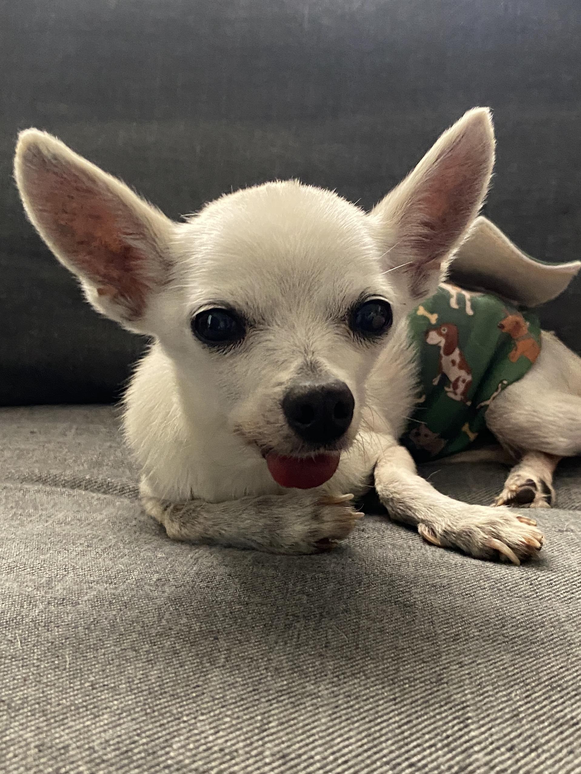 Dog for adoption - Churro & Chorizo (bonded pair), a Chihuahua in ...